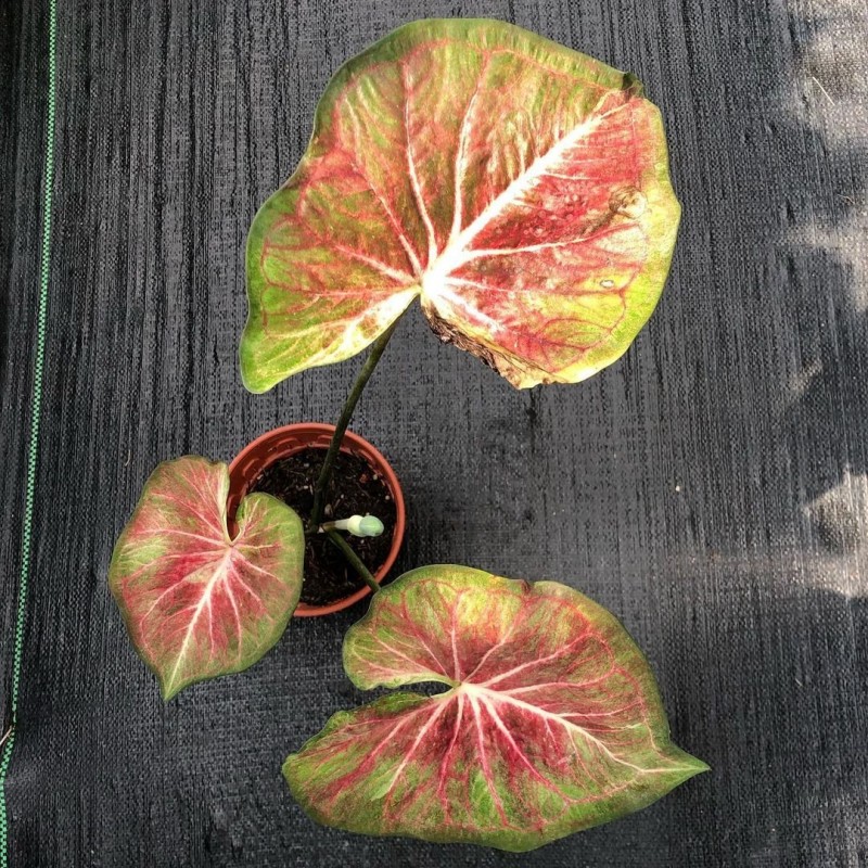 Caladium Raissa Sofia - Beleza e Elegância para seu Jardim